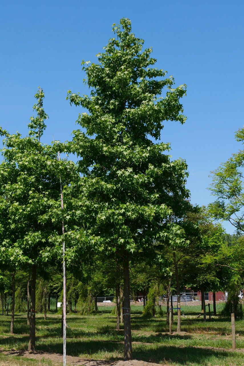 Liquidambar styraciflua | Amberboom - Van den Berk Boomkwekerijen